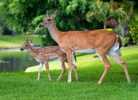 Rehe Bilder Kostenlos Ausdrucken