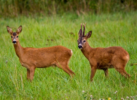 Rehe Bilder Zum Ausdrucken Kostenlos