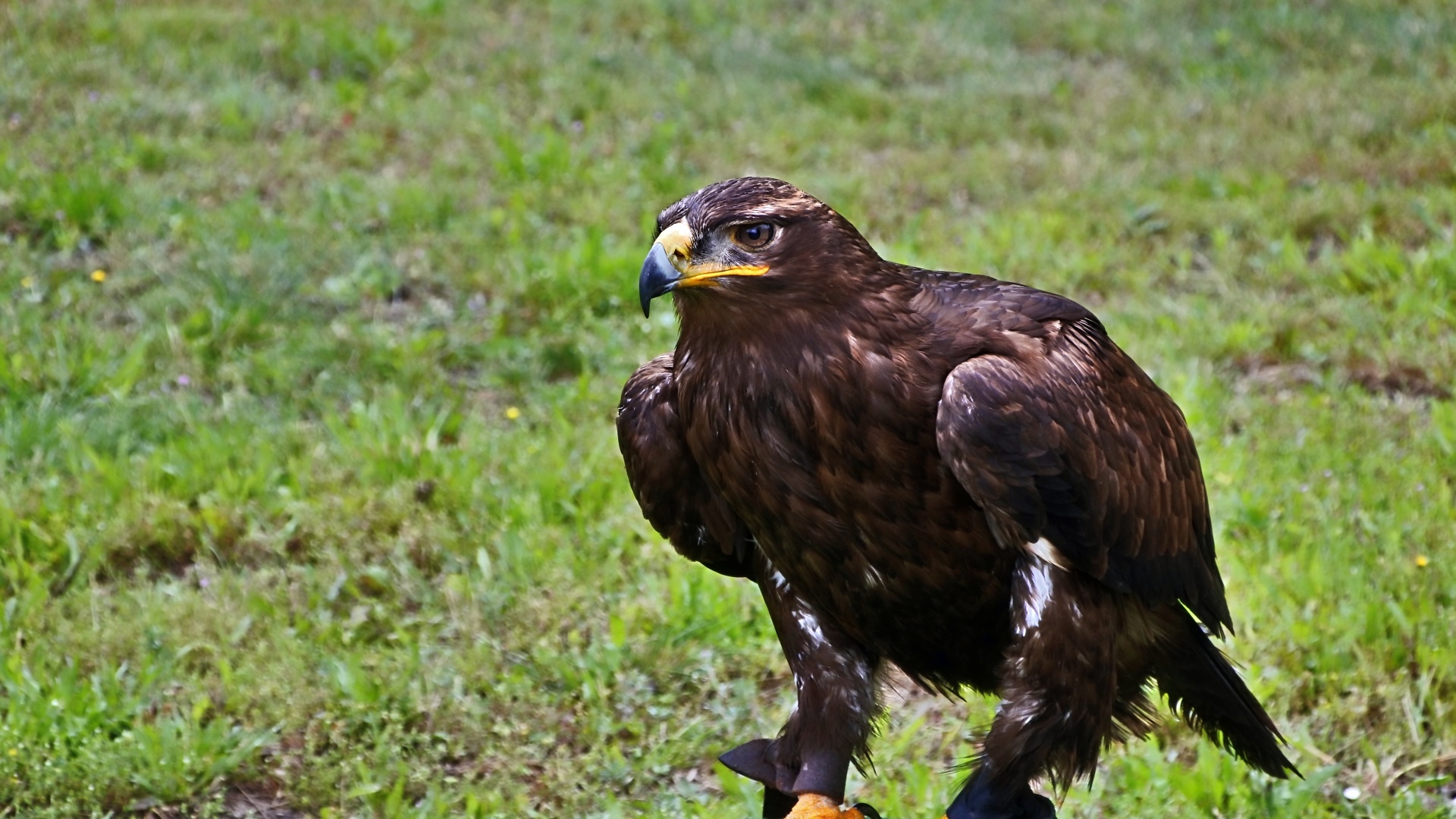 Adler Wallpaper HD
