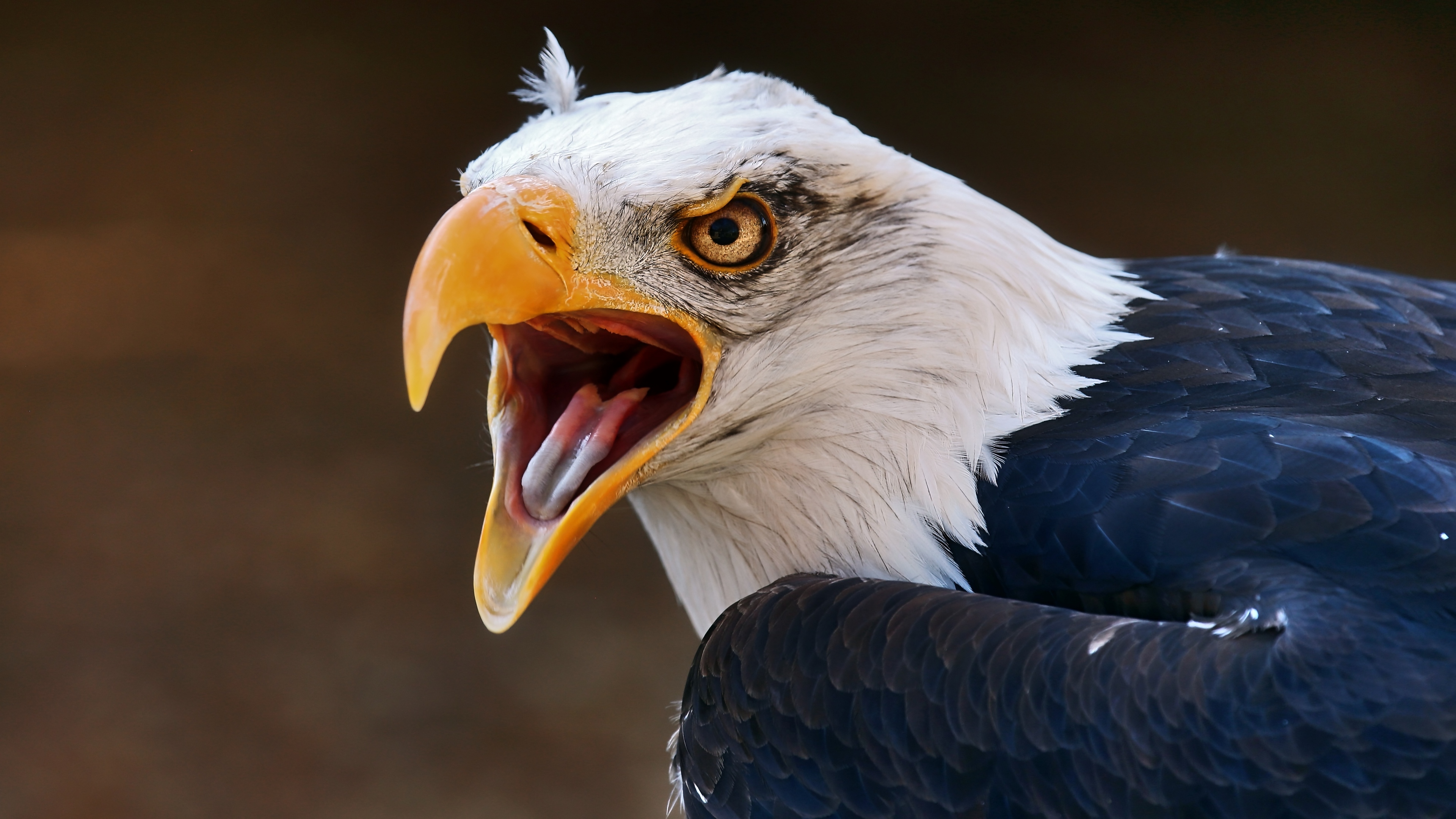 Adler Wallpaper 4k Kostenlos