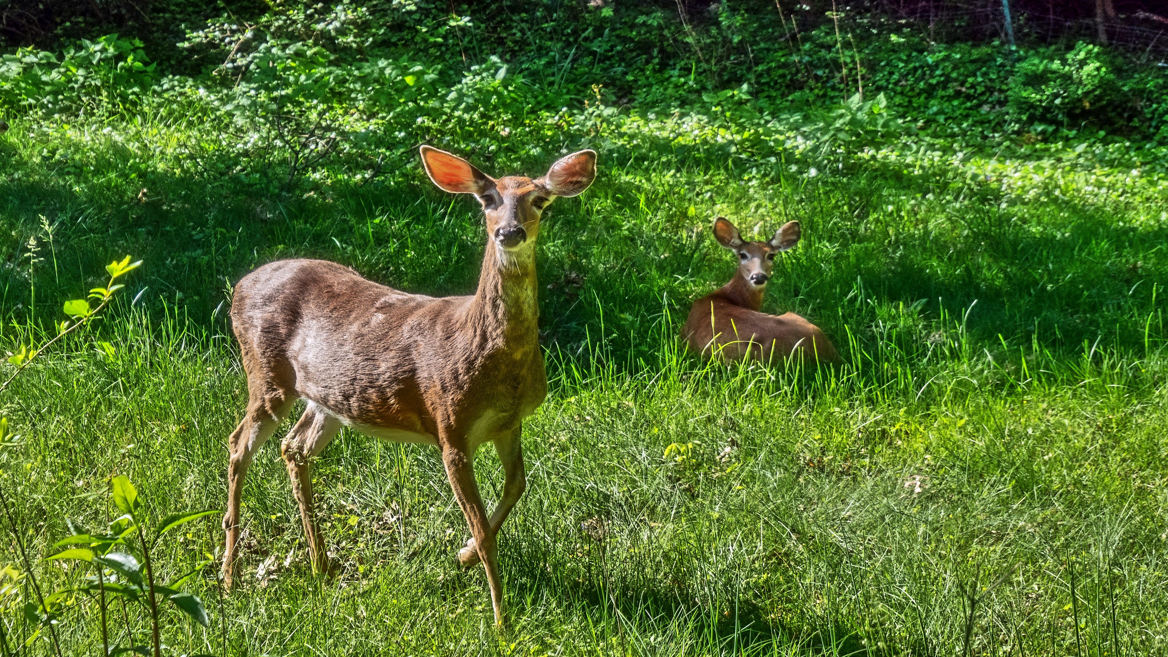 Rehe Wallpaper 4k Kostenlos